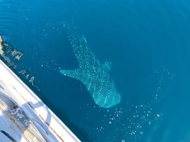 From Kopang: Komodo Island & Whale Shark Trip 4-Day Trip - What makes this tour special