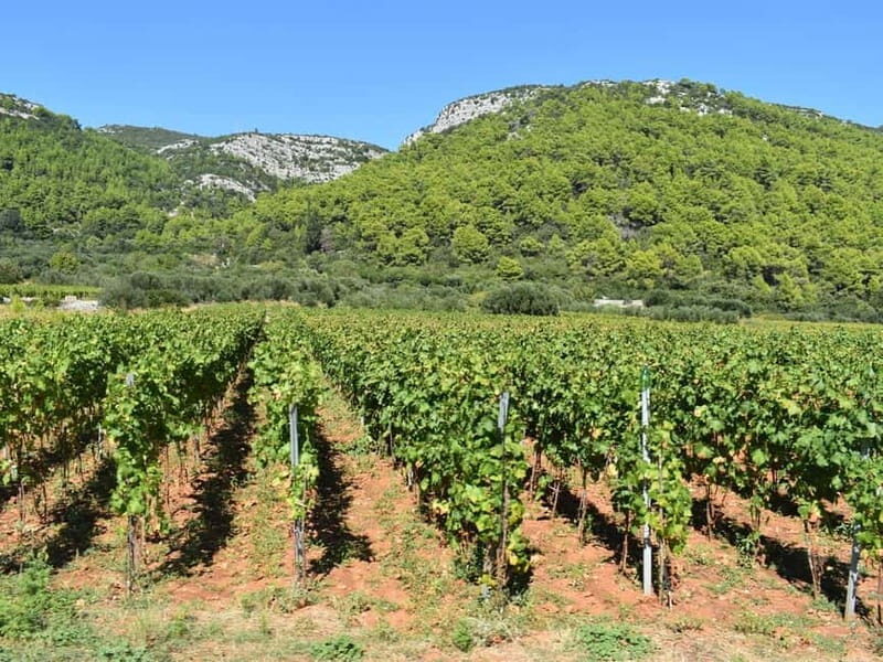 From Korcula Town: Local Wine & Sightseeing Half-Day Tour - Practical Tips for Your Tour