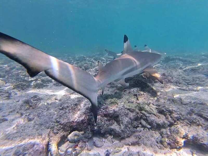 From Krabi: Phi Phi Islands Small Group Tour - Key Points