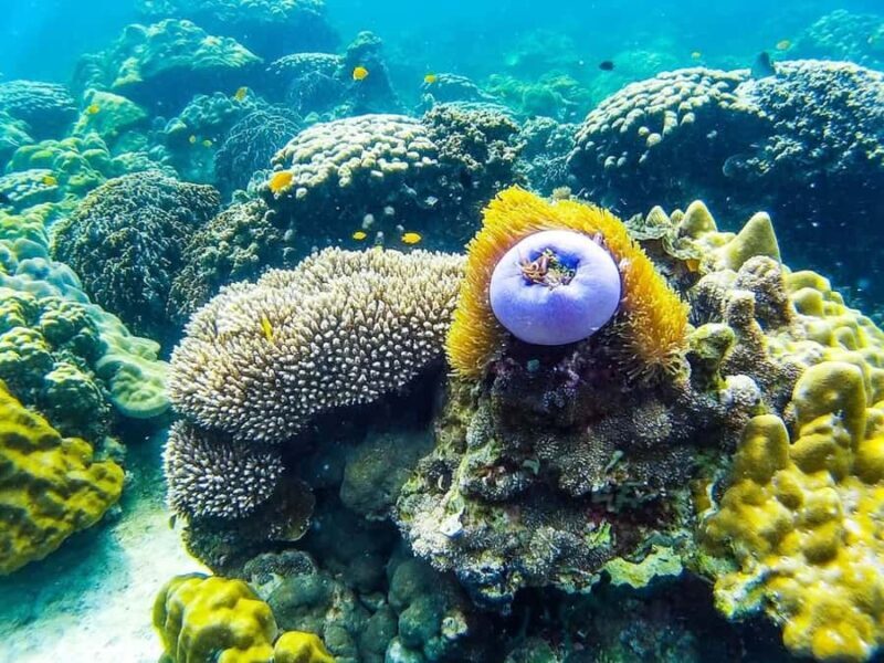 From Krabi: Phi Phi Islands Small Group Tour - Introduction: Why Choose This Phi Phi Tour?