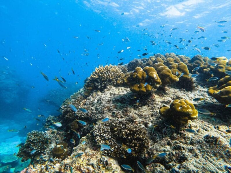 From Krabi: Phi Phi Islands Speedboat Day Tour - An In-depth Look at the Phi Phi Islands Speedboat Tour