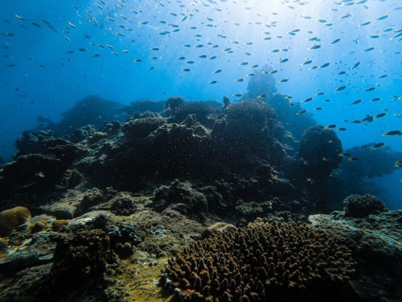 From Krabi: Phi Phi Islands Speedboat Day Tour - Practical Tips for Travelers