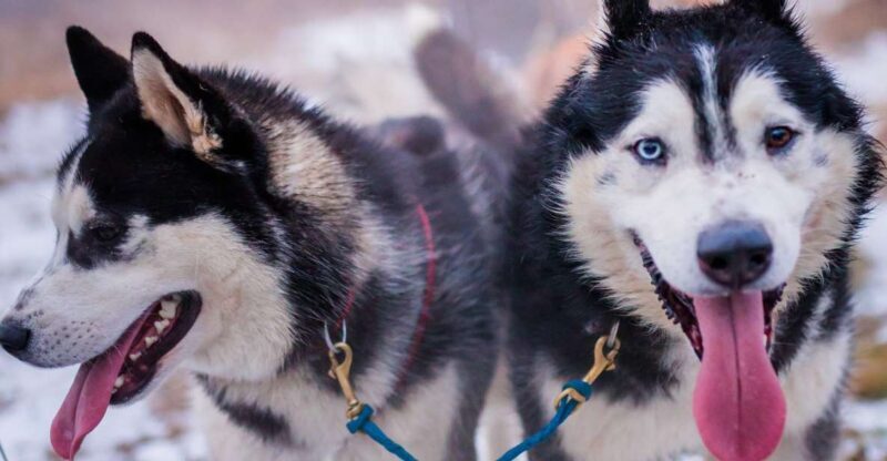 From Krakow: Dogsled Ride in Tatra Mountain - Exploring the Itinerary in Detail