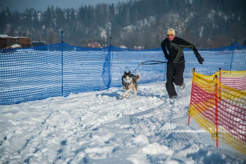 From Krakow: Dogsled Ride in Tatra Mountain - Authenticity and Review Highlights