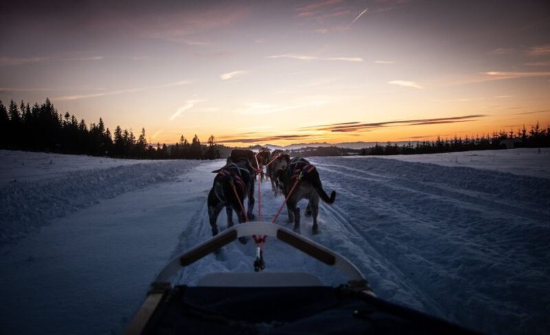 From Krakow: Dogsled Ride in Tatra Mountain - Final Words