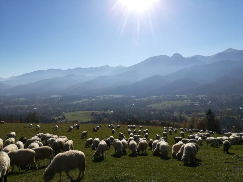 From Krakow: Dunajec River Rafting and Zakopane Town Tour - Key Points