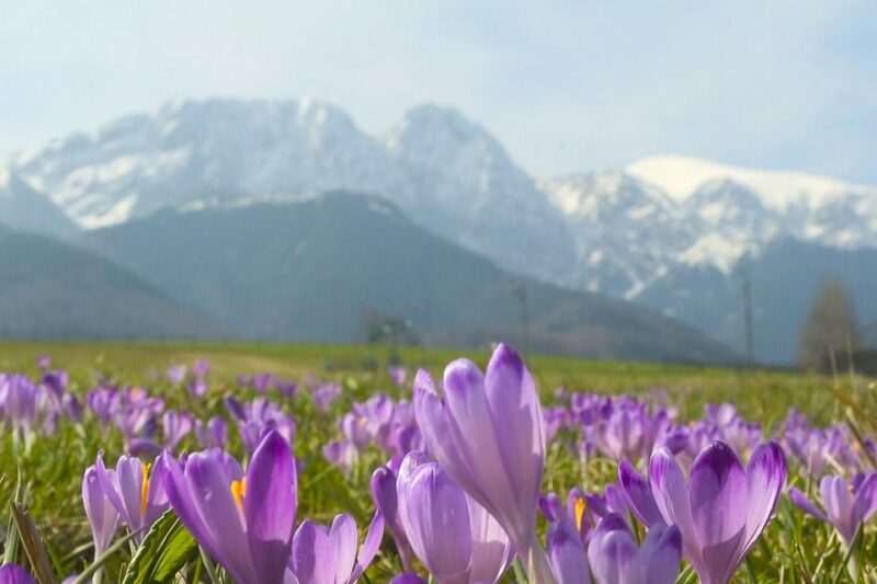 From Krakow: Full-Day Tour of Zakopane and Tatra Mountains - Key Points