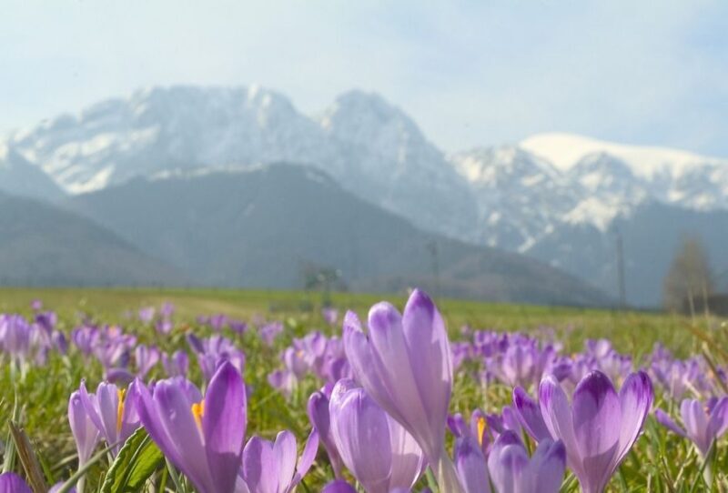 From Krakow: Zakopane and Tatras Mountains Full-Day Tour - An Overview of the Experience