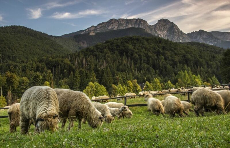 From Krakow: Zakopane & Hot Thermal Springs Private Tour - Analyzing the Experience: Value & Practicality