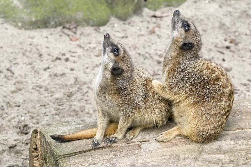 From Krakow: Zoo Trip with Private Luxury Transfer - Key Points