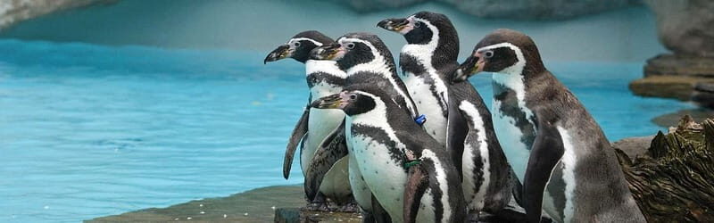 From Krakow: Zoo Trip with Private Luxury Transfer - A Deep Dive into the Experience