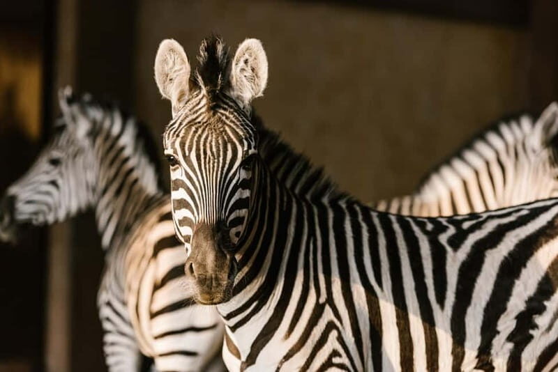 From Krakow: Zoo Trip with Private Luxury Transfer - The Sum Up