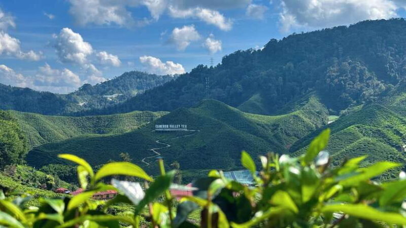 From Kuala Lumpur: Cameron Highlands Day Tour w/Lunch&Pickup - What to Expect from the Cameron Highlands Day Trip