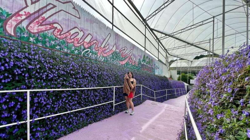 From Kuala Lumpur: Cameron Highlands Day Tour w/Lunch&Pickup - Who Would Enjoy This Tour?