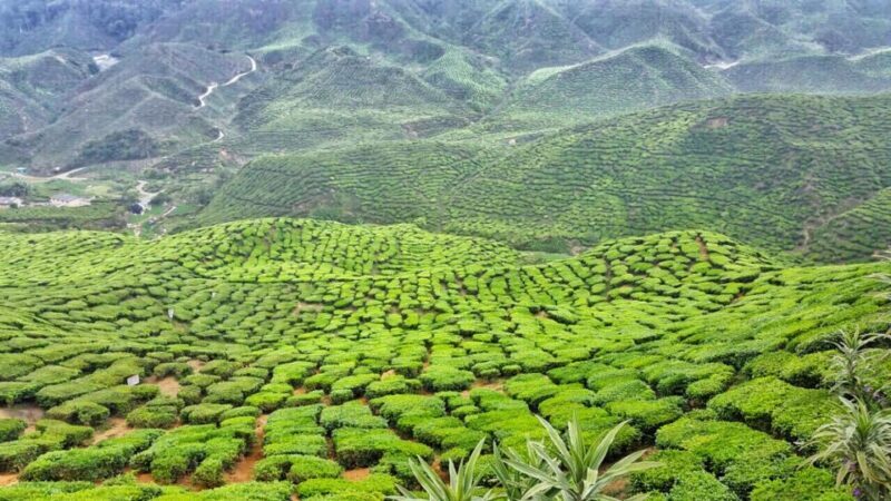 From Kuala Lumpur: Cameron Highlands Day Tour w/Lunch&Pickup - FAQ