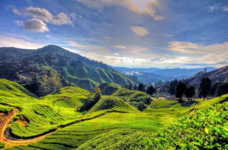 From Kuala Lumpur: Cameron Highlands Full-Day Tour - Key Points