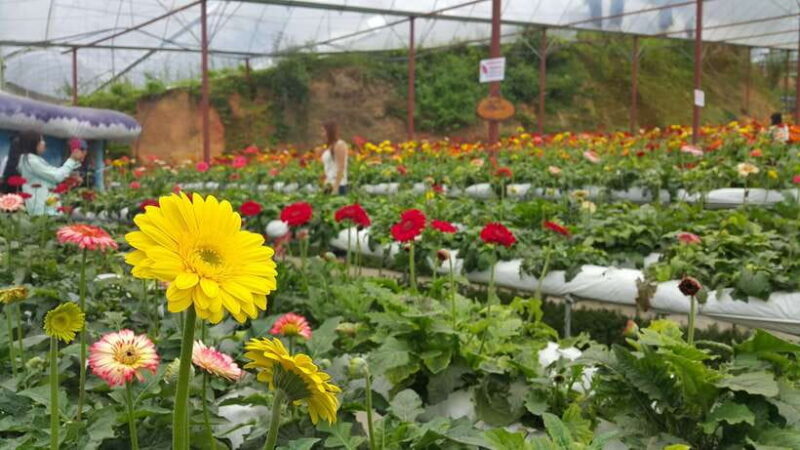 From Kuala Lumpur: Cameron Highlands Full-Day Tour - Transportation & Group Dynamics