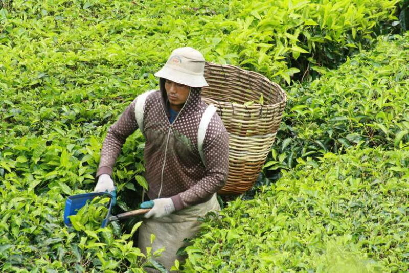 From Kuala Lumpur: Cameron Highlands Full-Day Tour - Price & Value Assessment