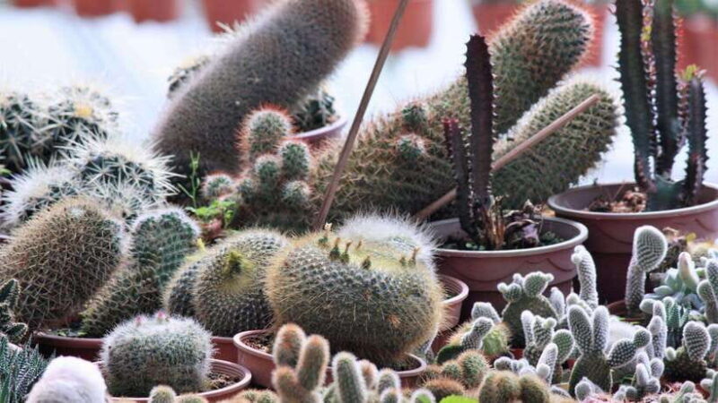 From Kuala Lumpur: Cameron Highlands Full-Day Tour - The Sum Up (in four paragraphs)