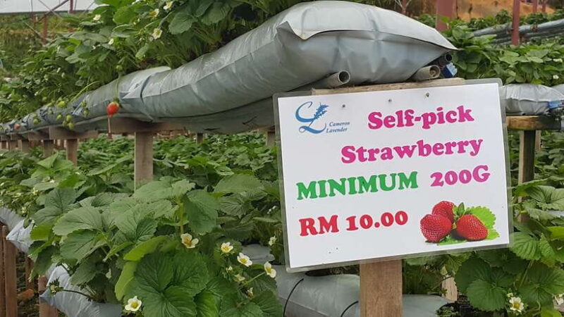 From Kuala Lumpur: Cameron Highlands Full-Day Tour - FAQ