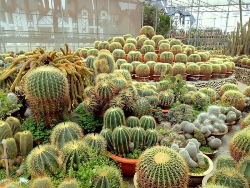 From Kuala Lumpur: Cameron Highlands Private or Join In Tour - Key Points