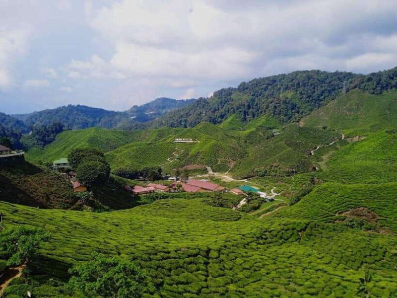 From Kuala Lumpur: Cameron Highlands Private or Join In Tour - Key Points