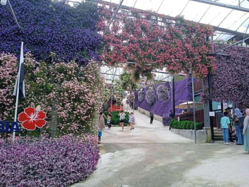 From Kuala Lumpur: Cameron Highlands Private or Join In Tour - The Full Experience: What You Can Expect
