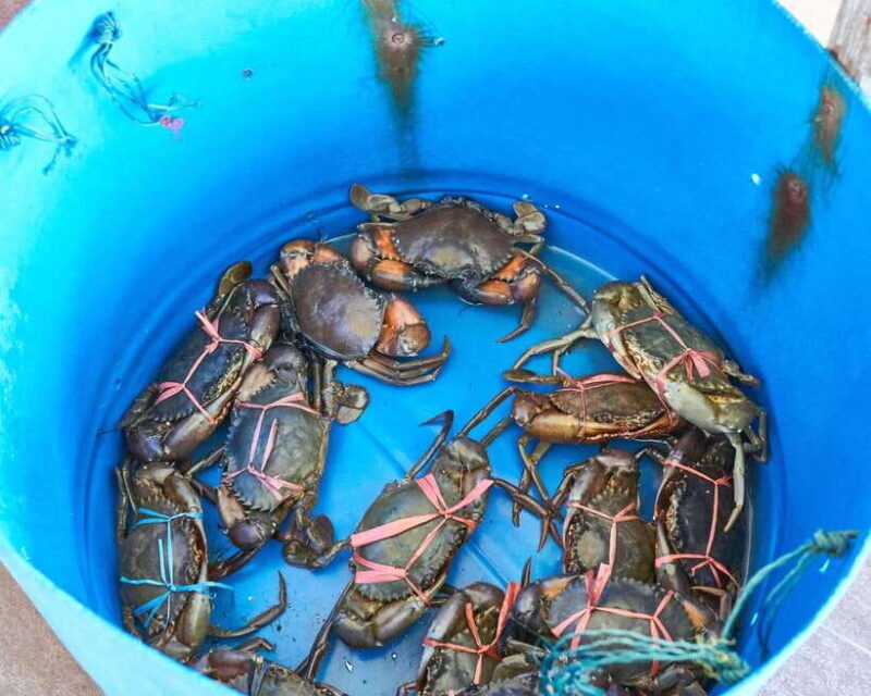 From Kuala Lumpur: Crab Island Tour with Seafood Lunch - How It Unfolds