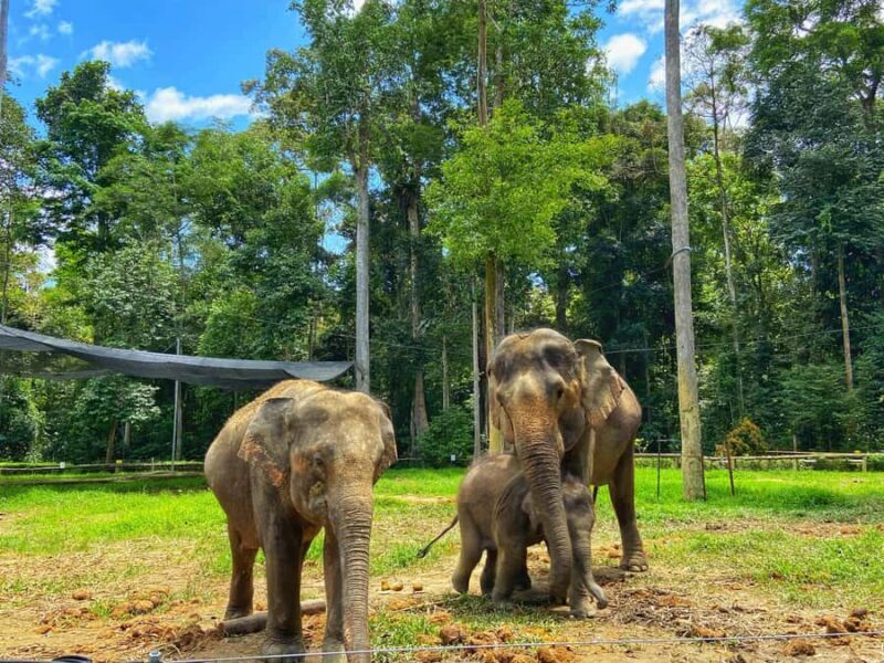 From Kuala Lumpur: Elephant Sanctuary & Batu Caves Tour - An Authentic Day with Animals and Culture