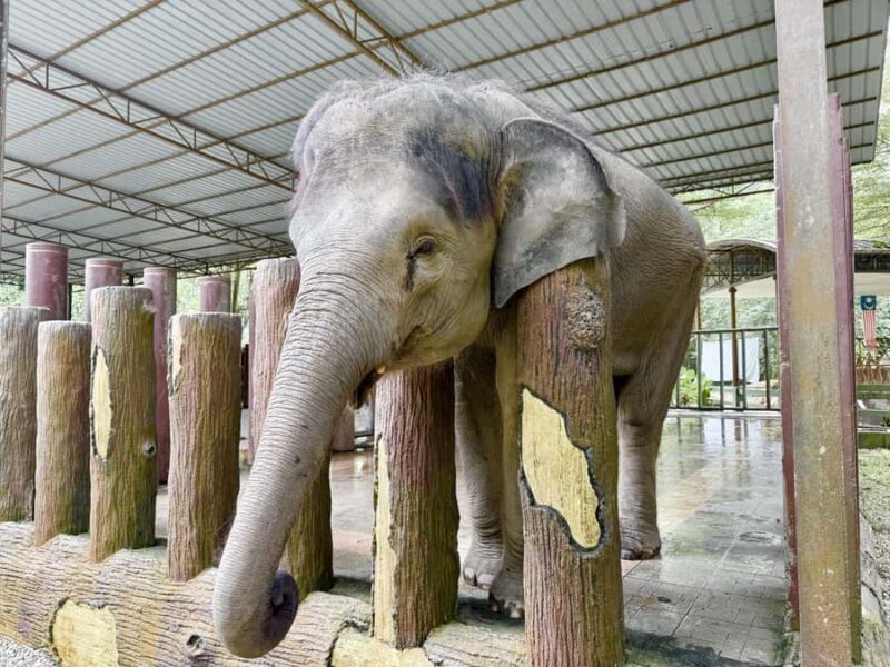 From Kuala Lumpur: Elephant Sanctuary & Batu Caves Tour - Is This Tour Worth It?