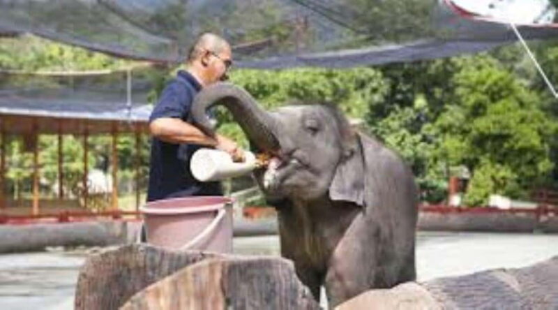 From Kuala Lumpur: Elephant Sanctuary Guided Tour - Key Points