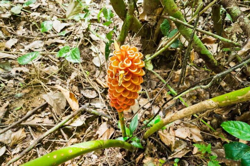 From Kuala Lumpur: Full-Day Taman Negara National Park - Exploring the Jungle and Cultural Encounters