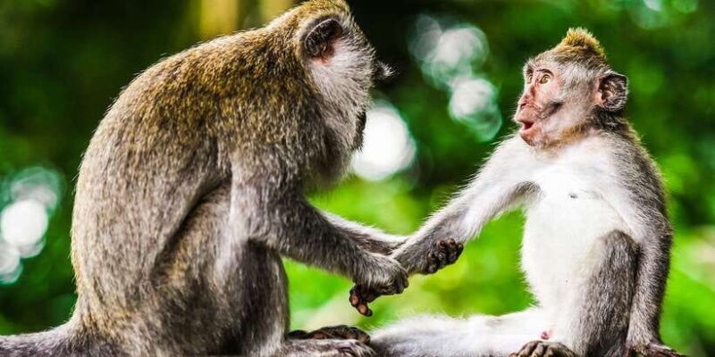 From Kuala Lumpur: Full-Day Taman Negara National Park - Activities That Bring the Rainforest to Life
