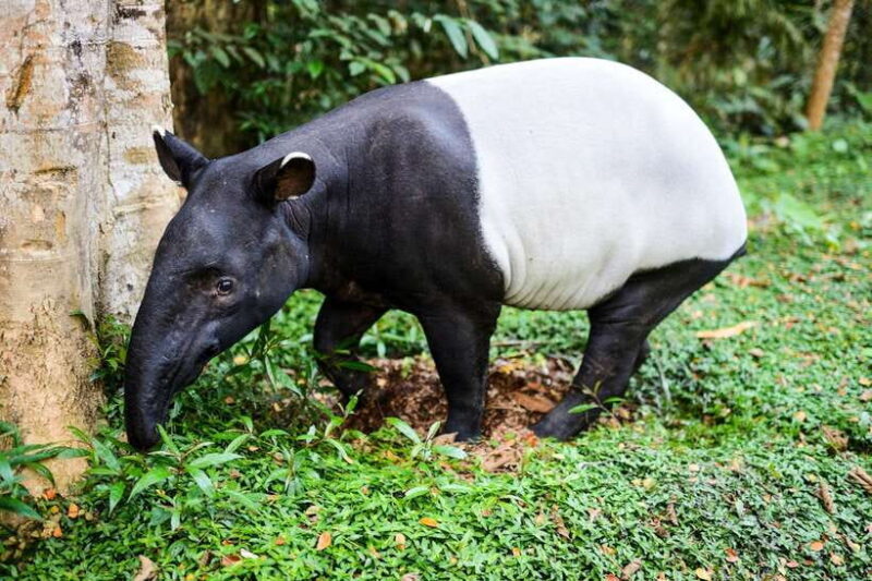 From Kuala Lumpur: Full-Day Taman Negara National Park - What’s Included and What’s Not