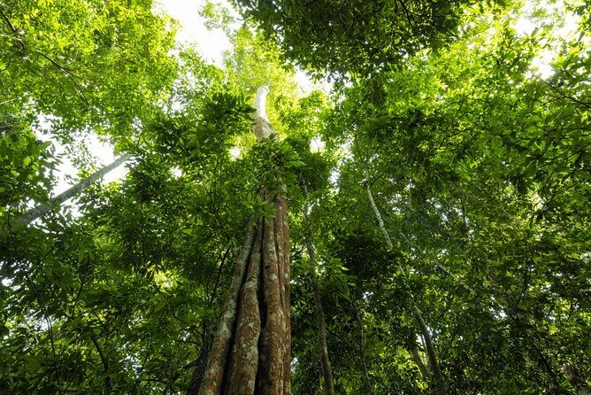 From Kuala Lumpur Taman Negara Day Trip With Lunch - Final Thoughts