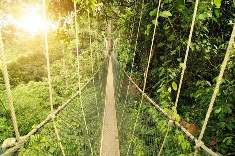 From Kuala Lumpur: Taman Negara Private Tour - Exploring Taman Negara: An In-Depth Look