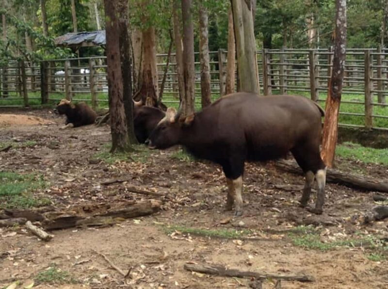 From Kuala Lumpur: Ultimate Perak Nature Expedition - FAQ