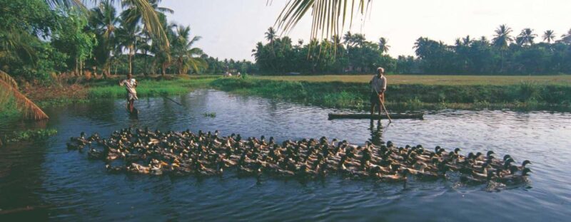 From Kumarakom: Half Day Aymanom Rural Village Tour - The Authentic Village Walk