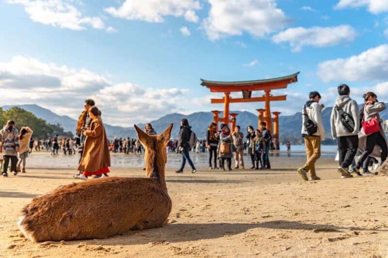 From Kyoto: Hiroshima and Miyajima Day Trip by bullet train - Key Points