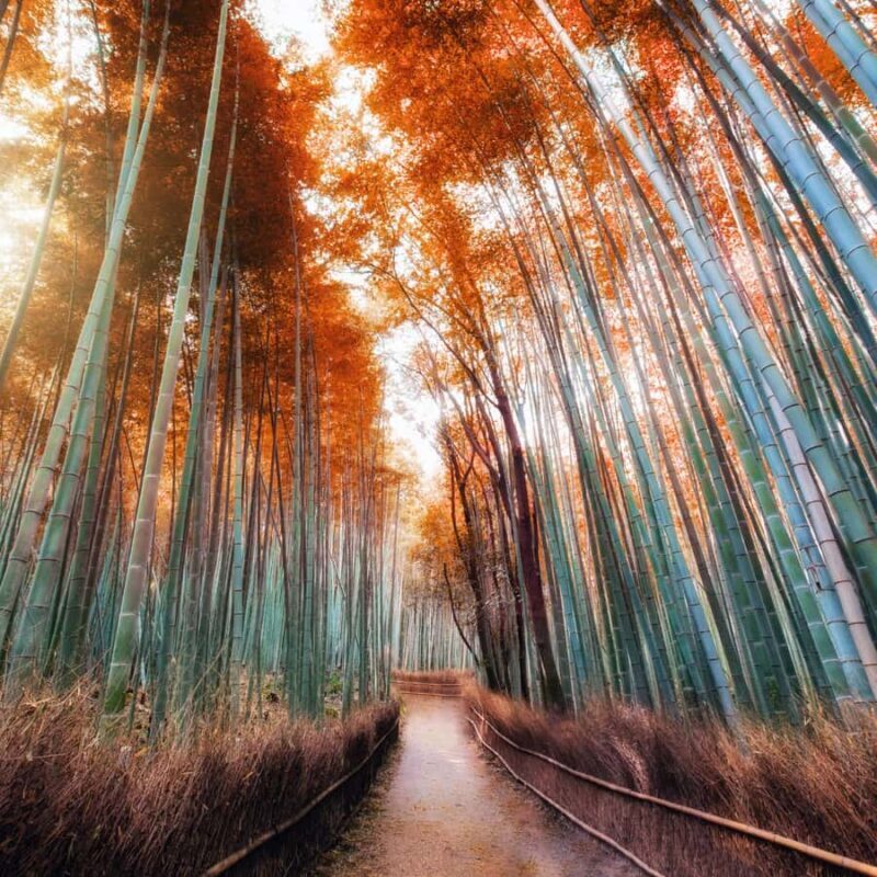 From Kyoto: Kyoto Highlights Private Tour with English Guide - FAQ