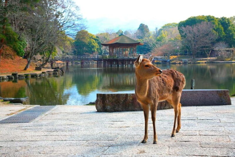 From Kyoto: Nara, Osaka & Kobe Day Trip  3 Cities in 1 Day - An In-Depth Look at the Itinerary: What Makes This Trip Special