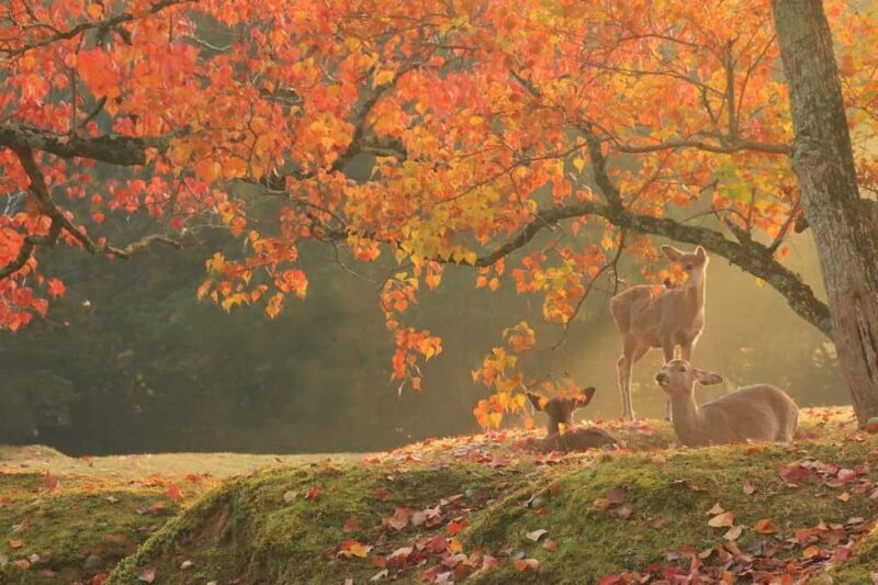 From Kyoto or Osaka: Kyoto Highlights & Nara Park Day Trip - Pricetag and Value Evaluation