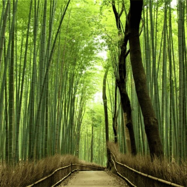 From Kyoto & Osaka: Kyoto Top Attractions Private Day Tour - FAQ