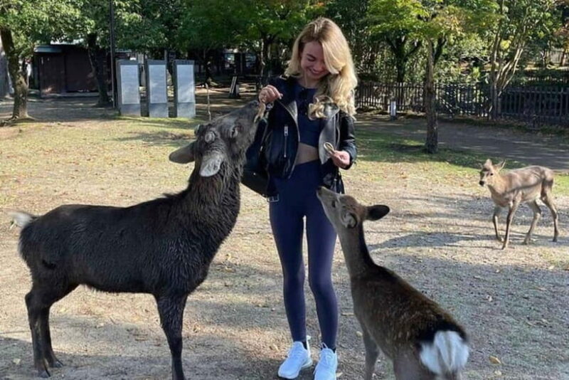 From Kyoto/Osaka: Nara Private Tour with Guide and Vehicle - Unpacking the Tour: What You Can Expect