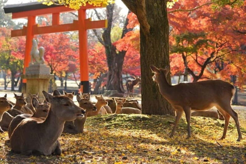 From Kyoto/Osaka: Nara Private Tour with Guide and Vehicle - Practical Tips for Your Nara Private Tour