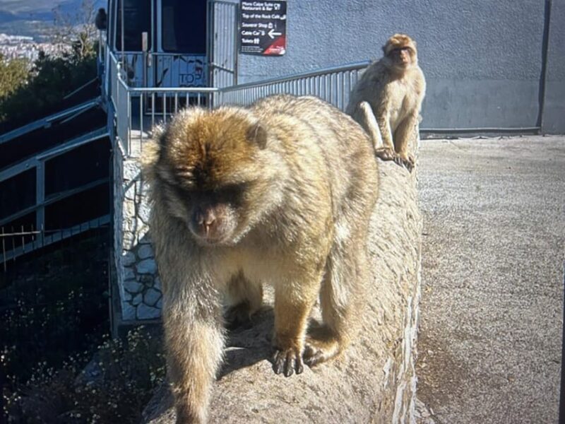 from La Cala/Marbella/Estepona: VIP Gibraltar tour with monkey rock + shopping - Who Is This Tour Best For?