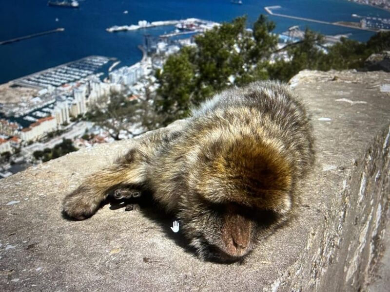 from La Cala/Marbella/Estepona: VIP Gibraltar tour with monkey rock + shopping - Frequently Asked Questions