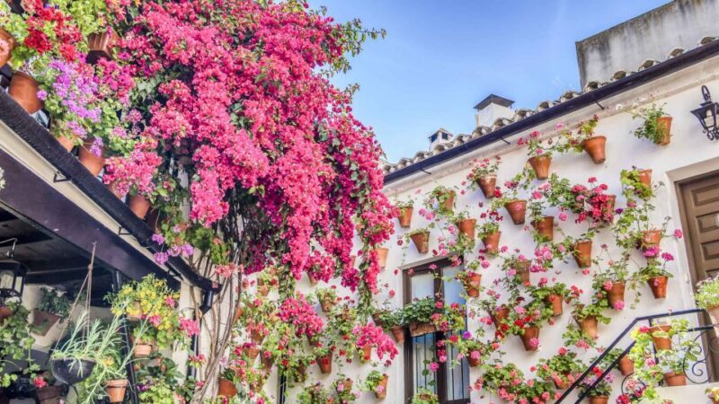 From la Costa del Sol: One Day in Córdoba + Mezquita - Authentic Experiences and Traveler Feedback