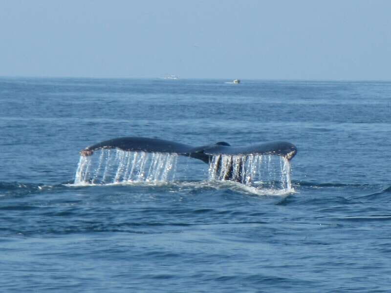 From La Crucecita: Private Huatulco 7 or 5 Bays Boat Trip - FAQ
