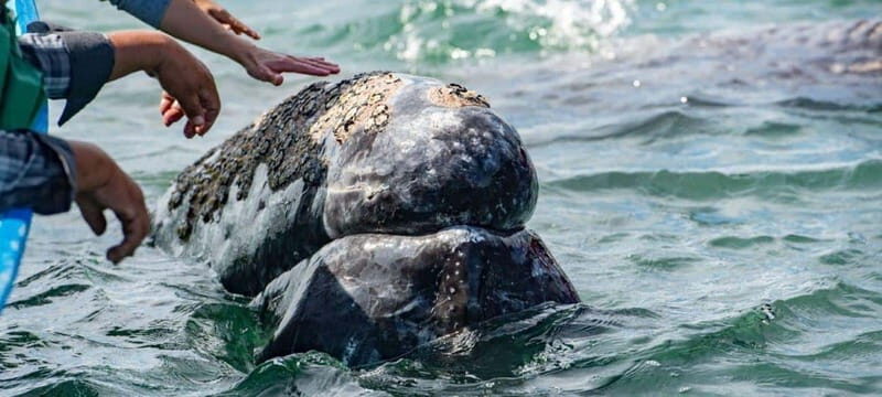 From La Paz: Puerto Chale Gray Whale Watching Tour - What to Expect on the Tour